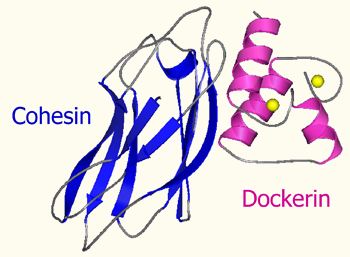 Cohesin-dockerin相互作用| Ed拜耳集团